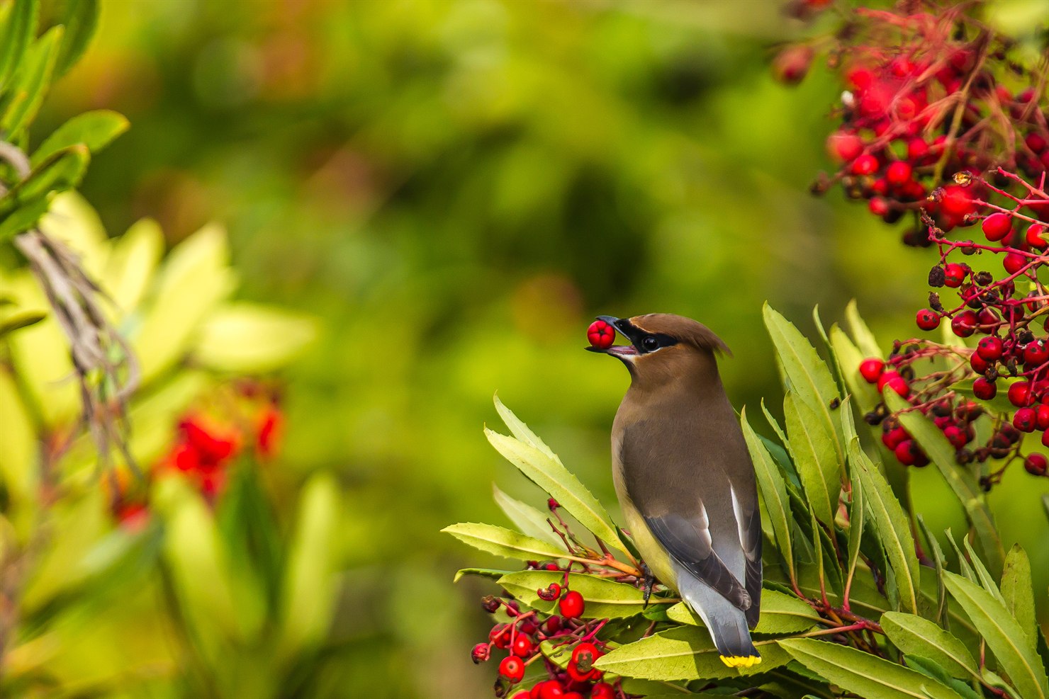 Toyon: The California Holly That Needed a State Law to Save It — The ...