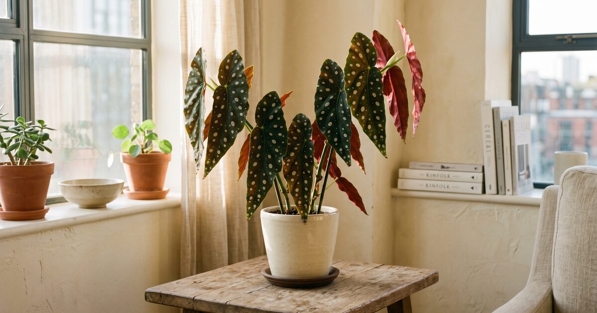 Begonia Maculata: The Polka-Dot Cane That Looks Better Than It Should ...